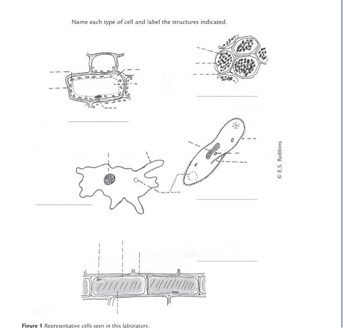Solved Name each type of cell and label the structures | Chegg.com