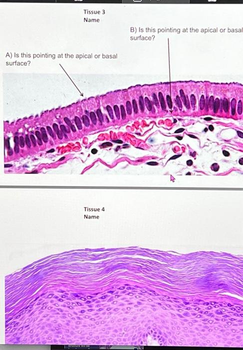 Solved Tissue 3 Name B) Is this pointing at the apical or | Chegg.com