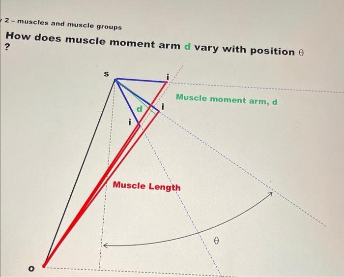 2-muscles and muscle groups How does muscle moment | Chegg.com