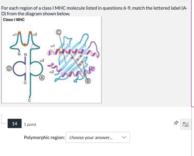 Solved For each region of a class I MHC molecule listed in | Chegg.com