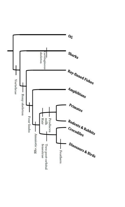Solved Orininal Tree Bootstrap consensus Tree OG Lampetra | Chegg.com