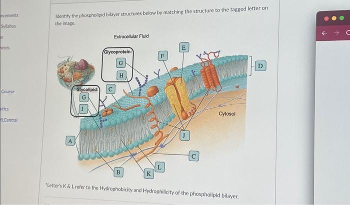 Solved Identify the phospholipid bilayer structures below by | Chegg.com