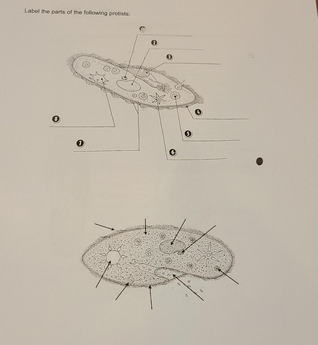 Solved Label the parts of the following protists: aulaalbard | Chegg.com