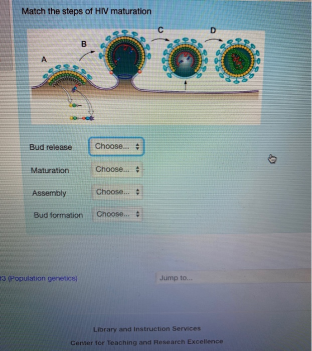 Solved Match the steps of HIV maturation Bud release | Chegg.com