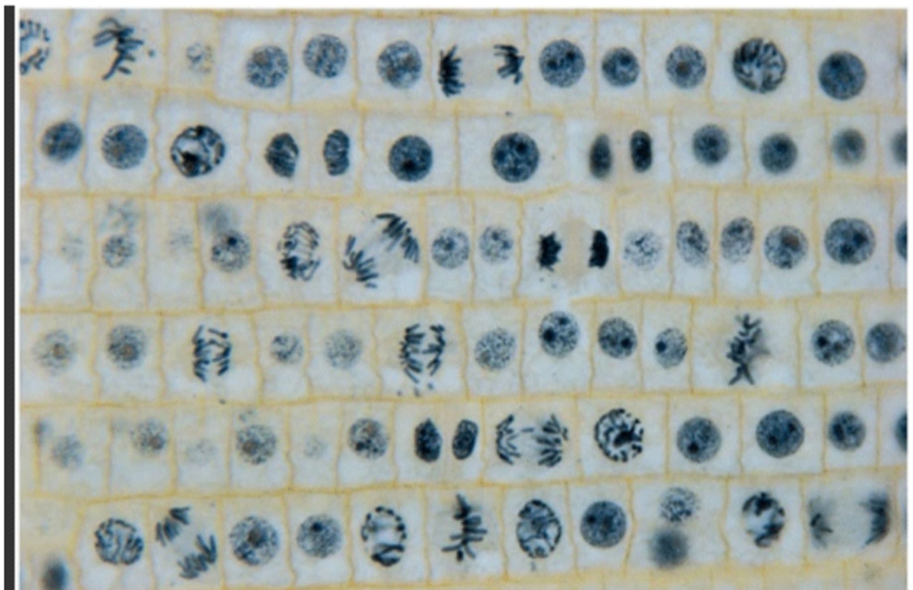 Solved Find the number of cells in Interphase, Prophase, | Chegg.com