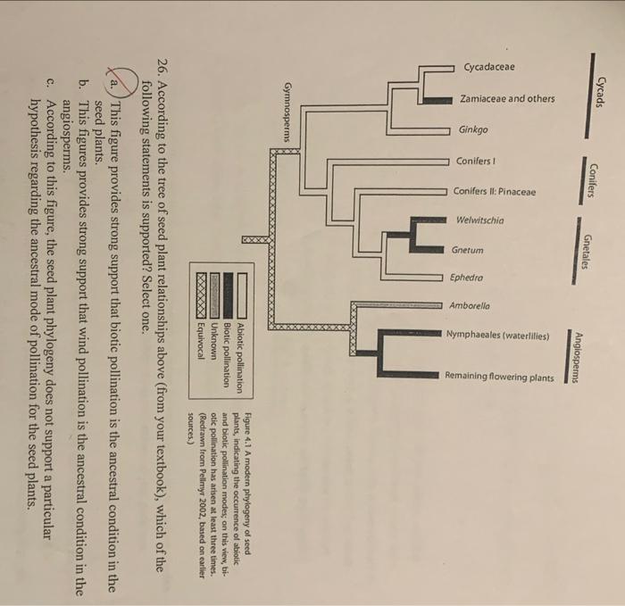 Solved 26. According to the tree of seed plant relationships | Chegg.com
