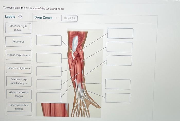 Solved Correctly Label The Extensors Of The Wrist And Hand