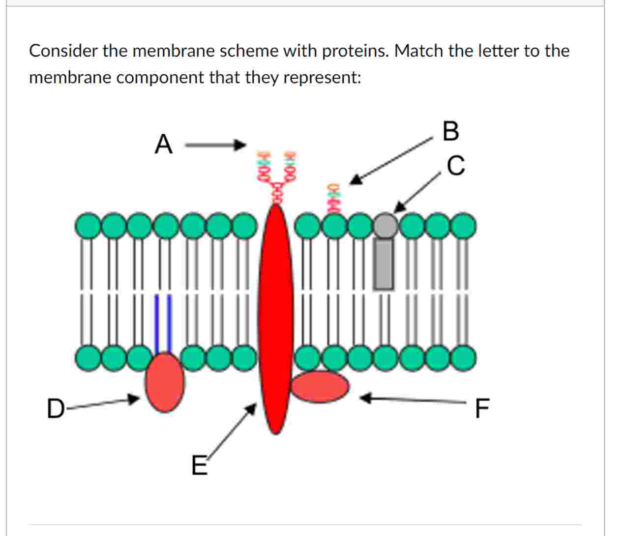 Solved Consider the membrane scheme with proteins. Match the | Chegg.com