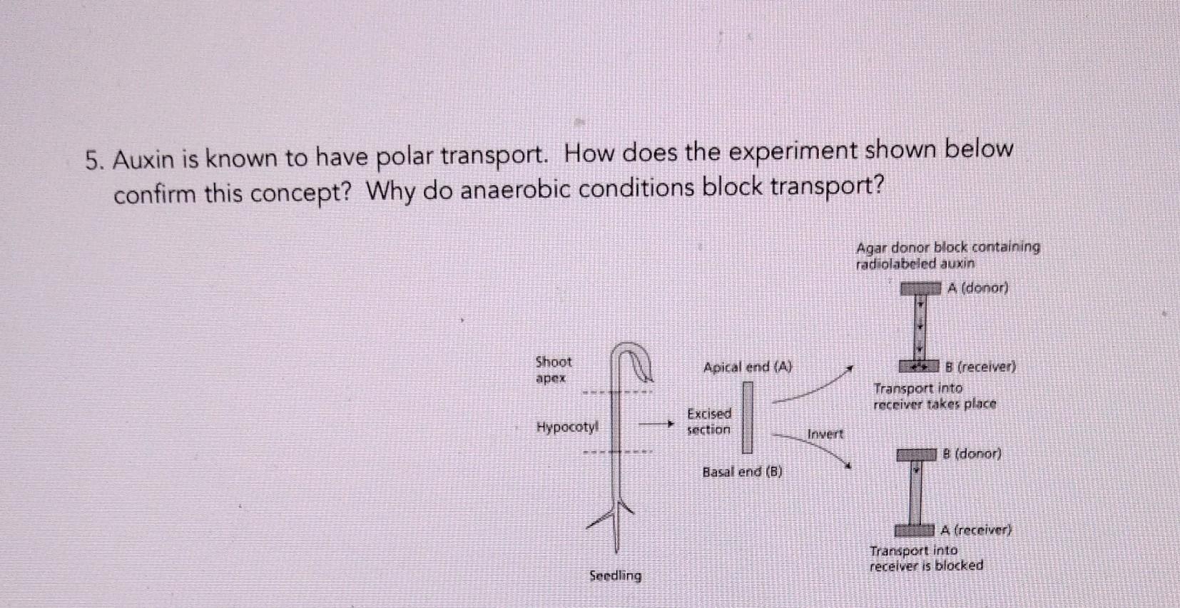 Solved 5. Auxin is known to have polar transport. How does | Chegg.com