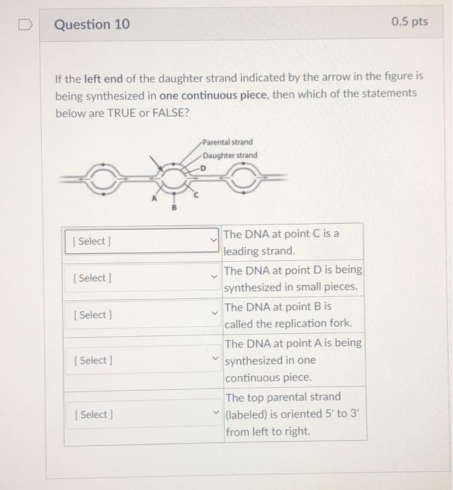 Solved Question 10 0.5 pts If the left end of the daughter | Chegg.com