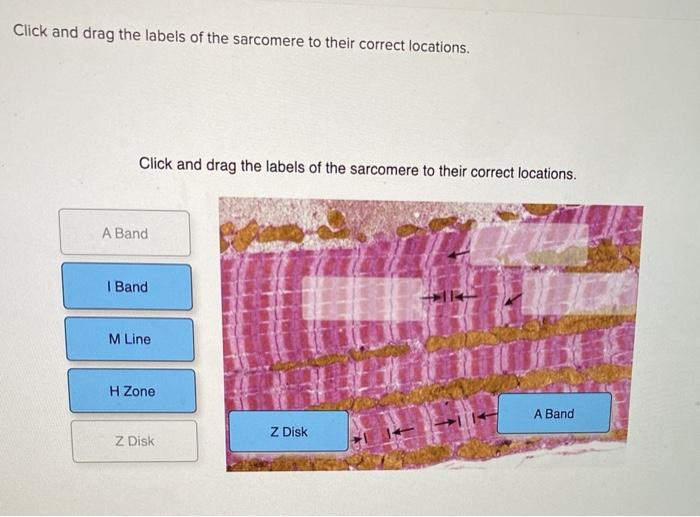 Solved Click and drag the labels of the sarcomere to their | Chegg.com