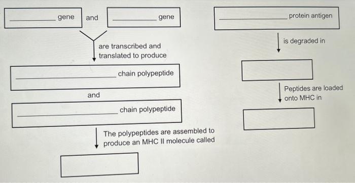 Solved 2. Learning objective: Use a box-and-arrow model to | Chegg.com