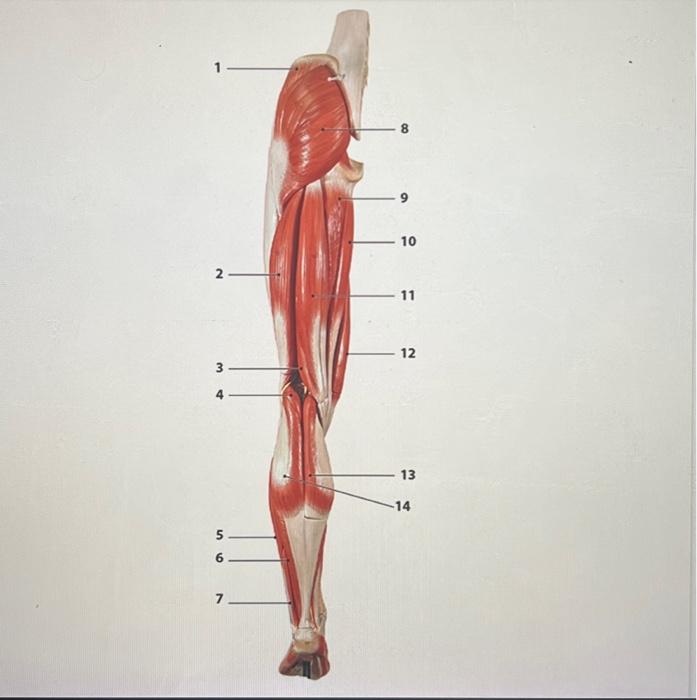 Solved please help me with ALL correct labeling. thanks i'll | Chegg.com