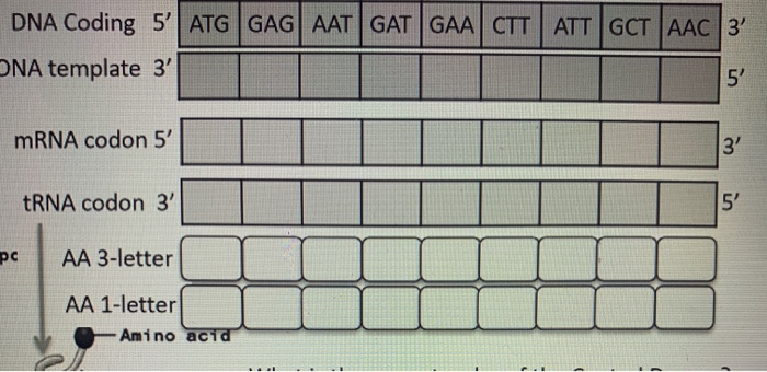 Solved DNA Coding 5' ATG GAG AAT GAT GAA CTT ATT GCT AAC 3' | Chegg.com