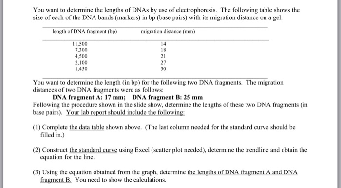 You want to determine the lengths of DNAs by use of | Chegg.com