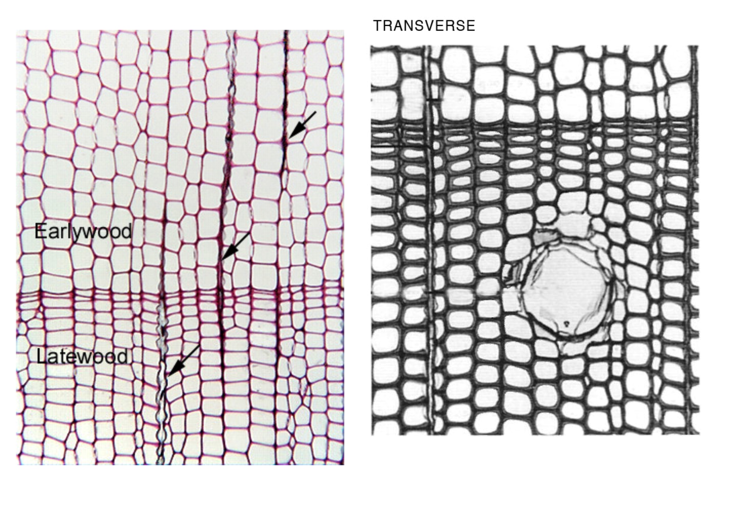 Solved Draw and label a Transverse section of pine | Chegg.com