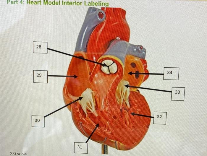 Solved Hart 7: Sneep Heart Exterior Ladeing Use the Heart | Chegg.com