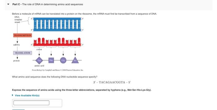 Solved Part B - Translation of mRNA During translation, | Chegg.com