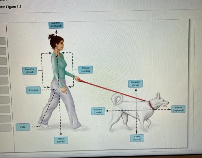 Solved ity: Figure 1.2 Superior (cephalad) Posterior dorsal | Chegg.com