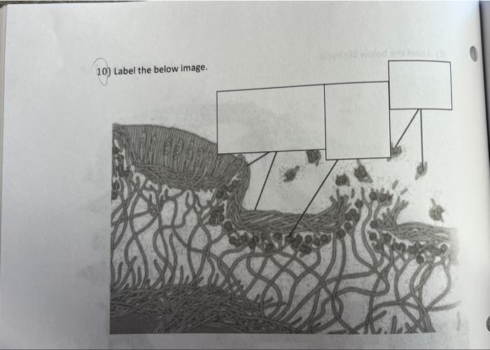 Solved 10) Label the below image. | Chegg.com