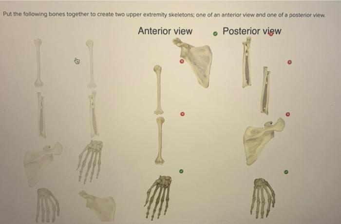 Solved Put the following bones together to create two upper | Chegg.com