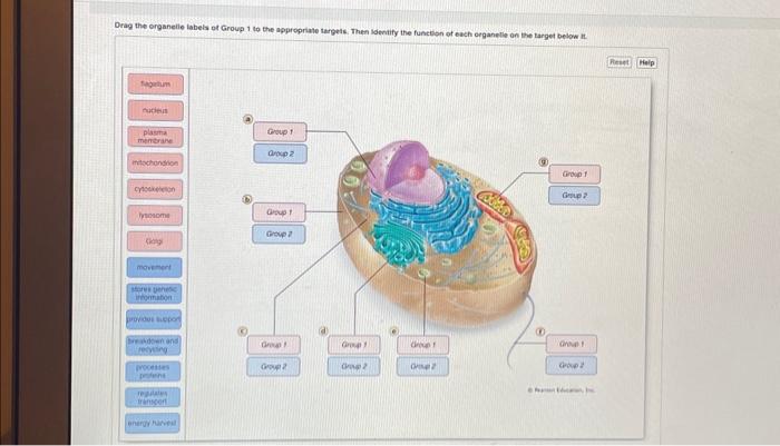 Solved Orag the organelle labels of Group 1 to the | Chegg.com