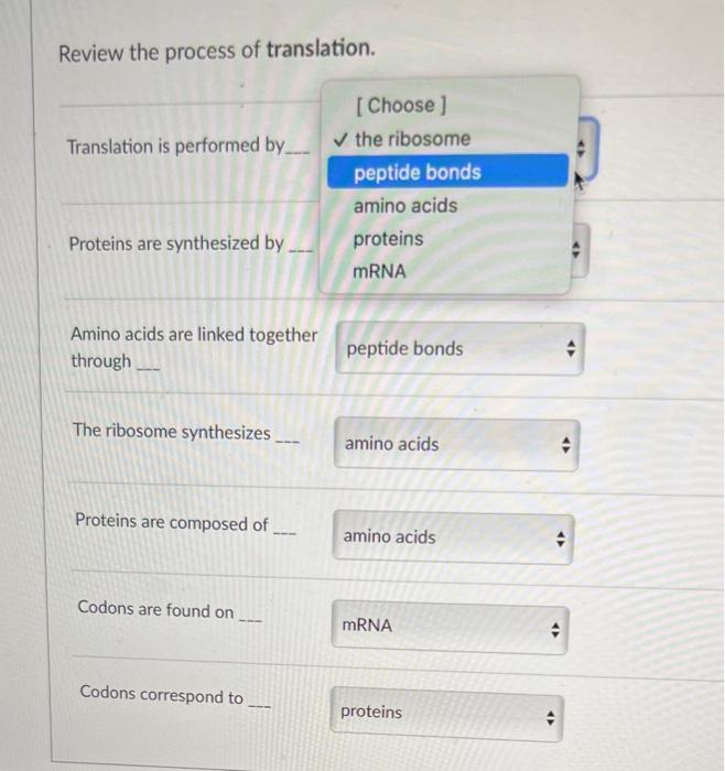Solved Review the process of translation. Translation is | Chegg.com
