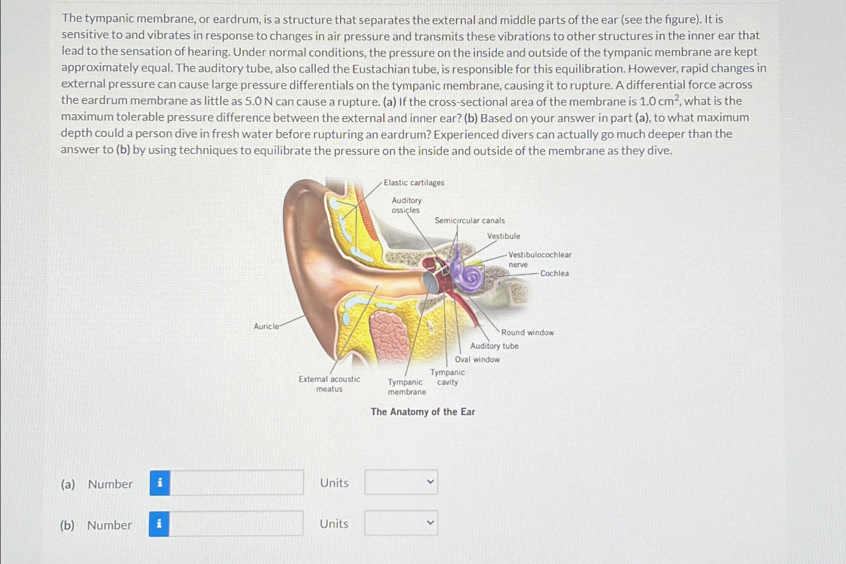 Solved The tympanic membrane, or eardrum, is a structure | Chegg.com