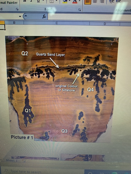 Solved Look at the following picture(s) of a siltstone slab | Chegg.com