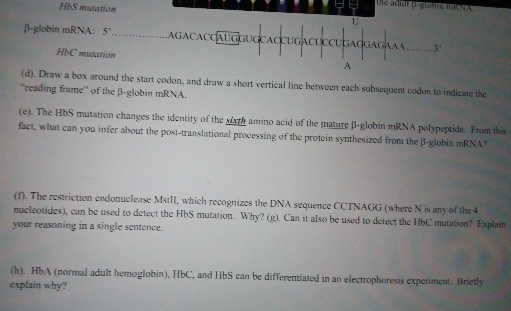 (d). Draw a box around the start codon, and draw a | Chegg.com