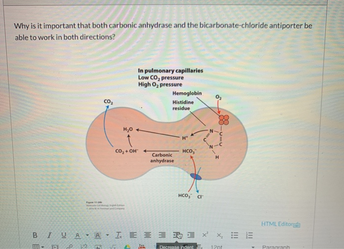 Solved Why is it important that both carbonic anhydrase and | Chegg.com