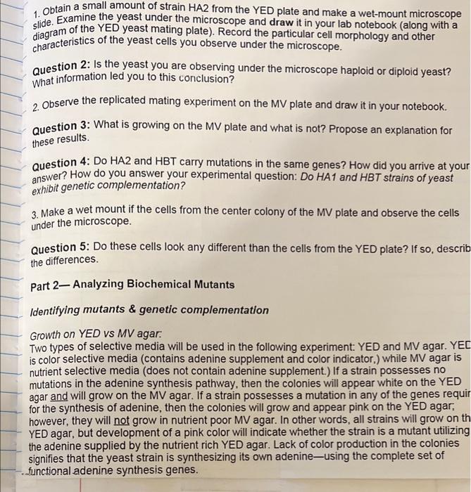 [Solved]: Please answer question 5: do HA2 yeast cells look