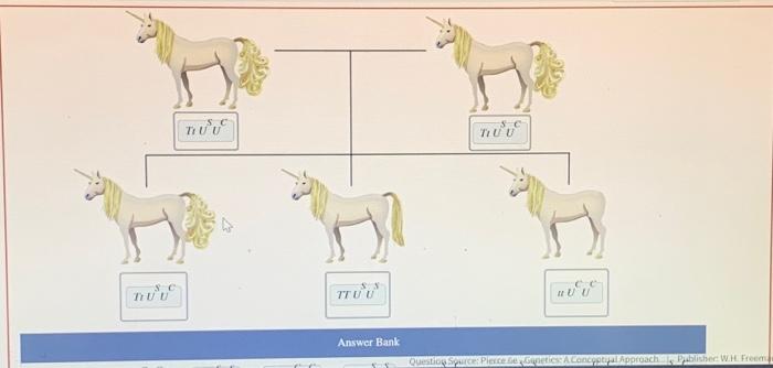 place the unicorn genotype or genotypes below each | Chegg.com