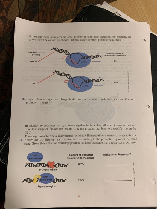 Solved: Strong And Weak Promoters Are Only Different In Th... | Chegg.com