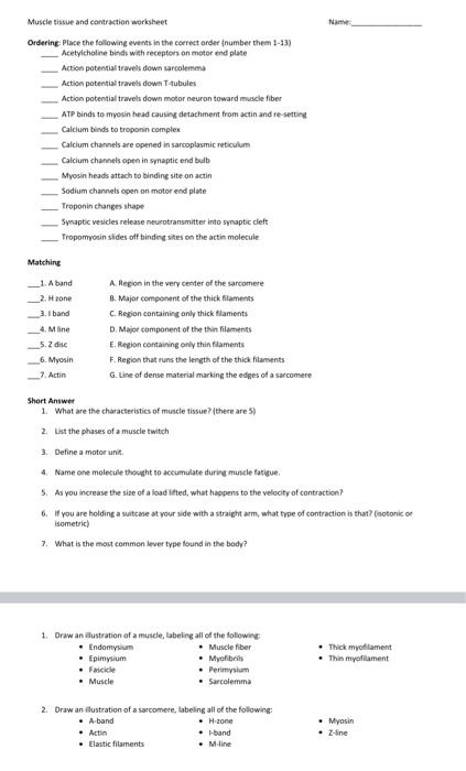 Solved Name Muscle tissue and contraction worksheet | Chegg.com