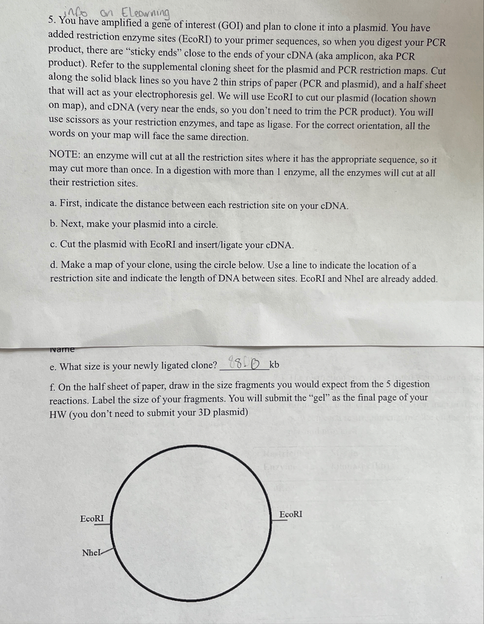 Solved PLEASE ANSWER WITH A PICTUREYou have amplified a gene | Chegg.com