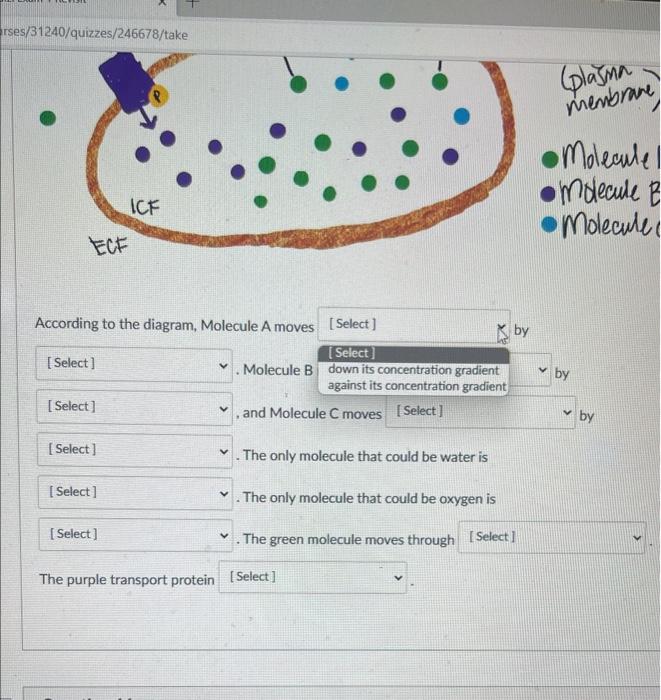 Review the drawing of a cell below and complete the | Chegg.com