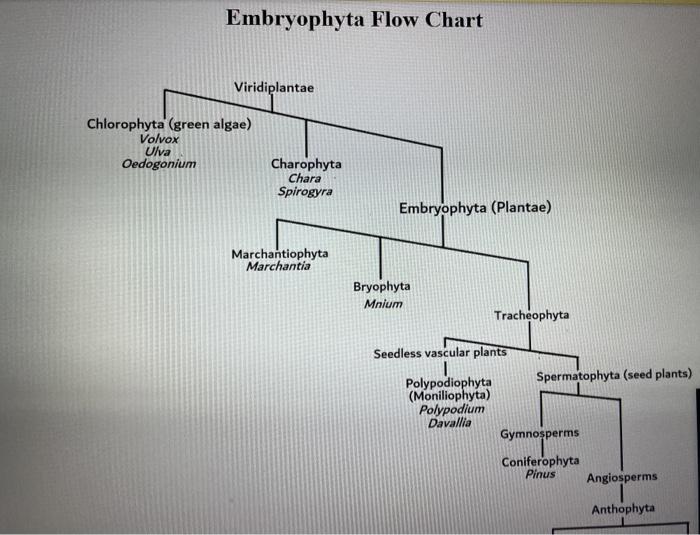 Embryophyta Flow Chart Viridiplantae Chlorophyta | Chegg.com