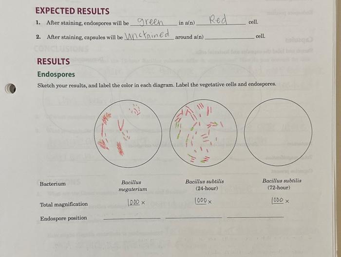 Solved EXPECTED RESULTS 1. After staining, endospores will | Chegg.com