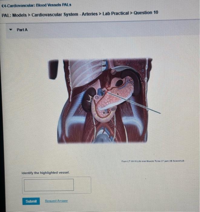 Solved PAL: Models > Cardiovascular System-Arteries > Lab | Chegg.com