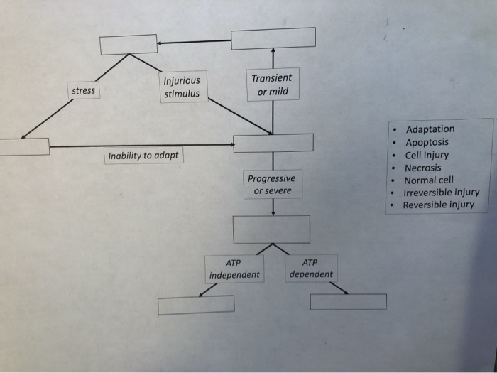 Solved Injurious stimulus Transient or mild stress Inability | Chegg.com