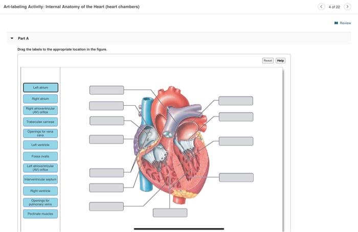 Solved Art-labeling Activity: Internal Anatomy of the Heart | Chegg.com