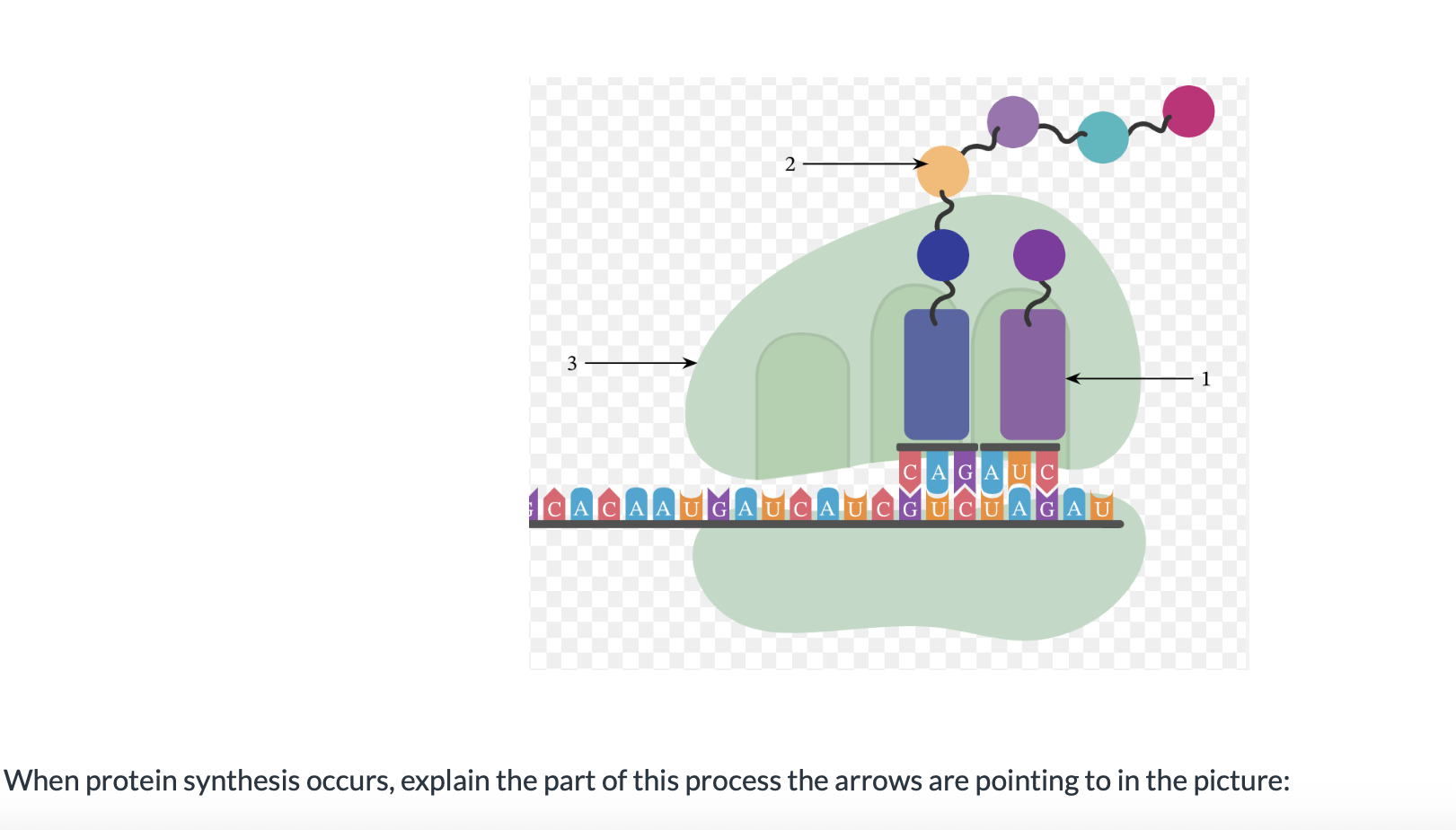 Solved When protein synthesis occurs, explain the part of | Chegg.com