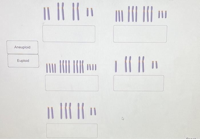 Solved for a species whose normal complement of chromosomes | Chegg.com
