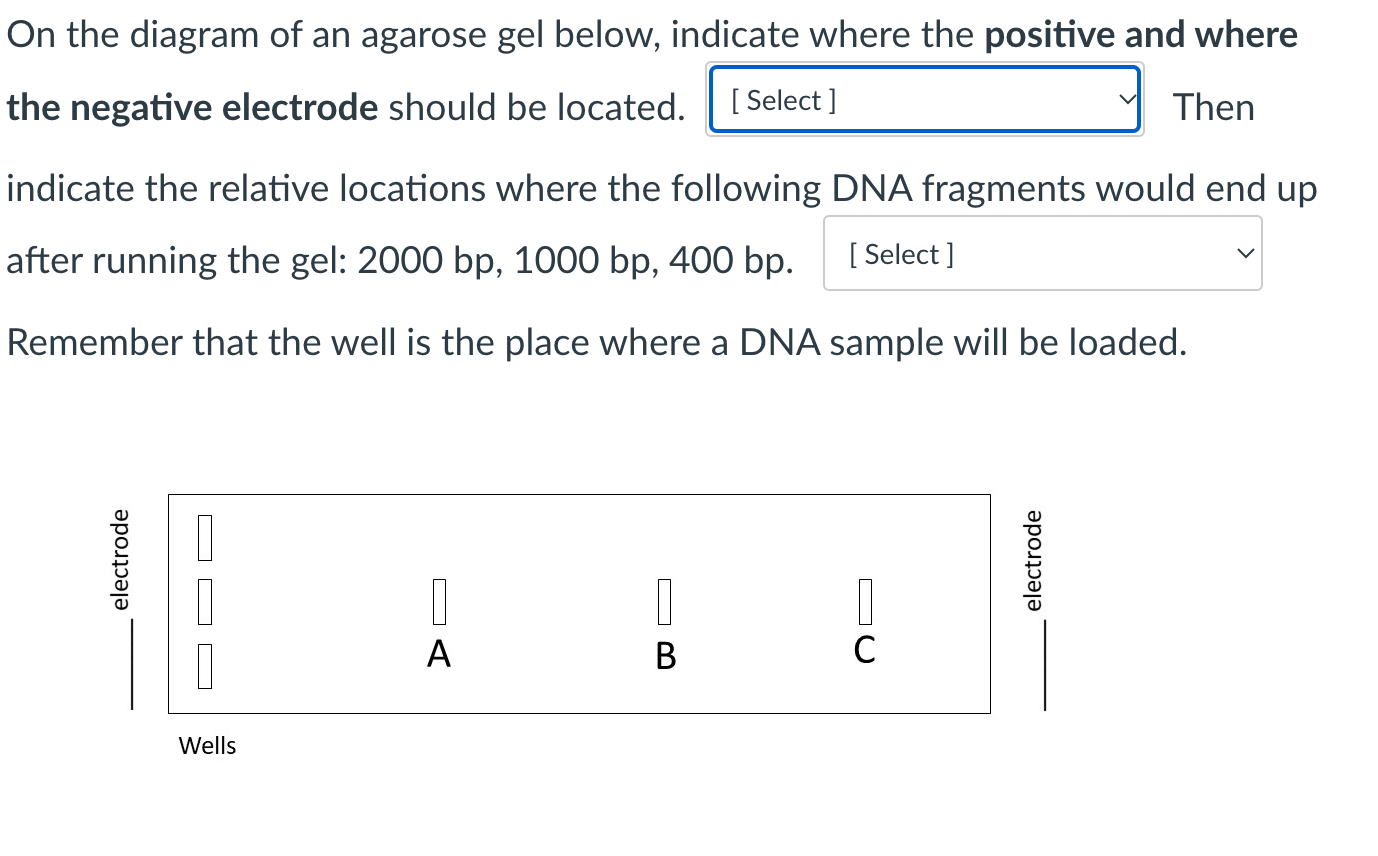 Solved On the diagram of an agarose gel below, indicate | Chegg.com