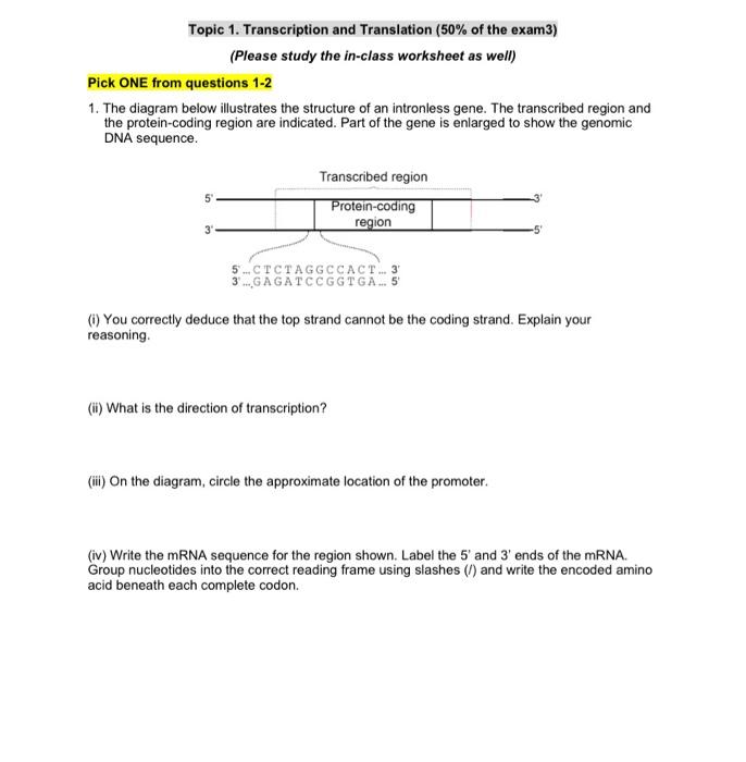 Solved Topic 1. Transcription and Translation (50% of the | Chegg.com