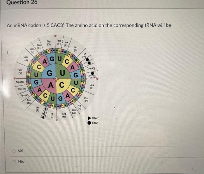 Solved An mRNA codon is 5′CAC3 '. The amino acid on the | Chegg.com