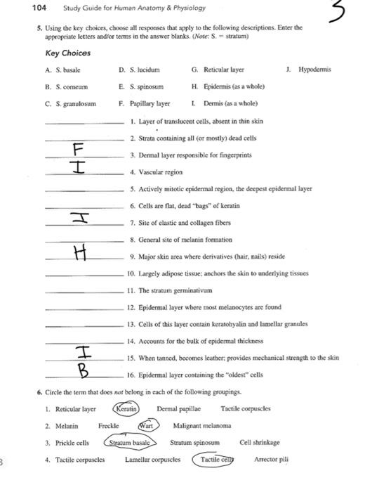 Solved 104 Study Guide for Human Anatomy & Physiology 5. | Chegg.com