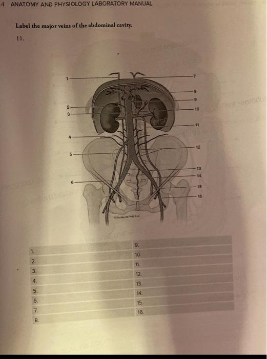 Solved -4 ANATOMY AND PHYSIOLOGY LABORATORY MANUAL Label the | Chegg.com