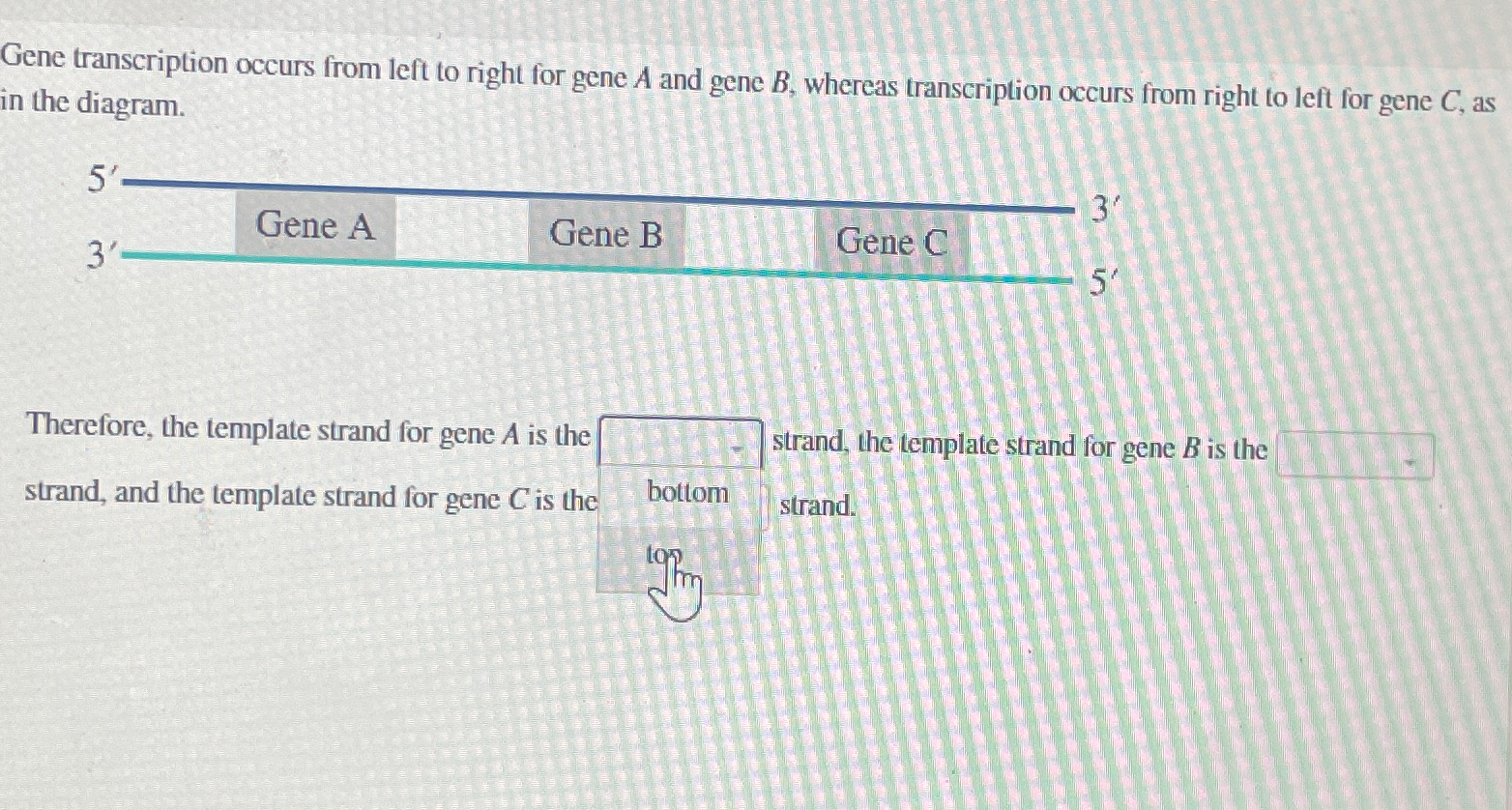 Solved Gene transcription occurs from left to right for gene | Chegg.com